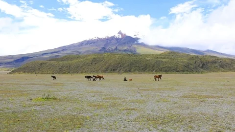horses in the Cotopaxi volcano park | Stock Video | Pond5