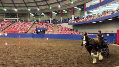 Horses on the Great Circus Field hippodr... | Stock Video | Pond5