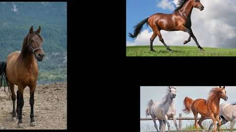 HORSES MONTAGE COLLAGE 4K ANIMATED VIDEO | Stock Video | Pond5