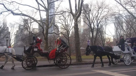 Jogging The Horses Stock Video Footage | Royalty Free Jogging The ...