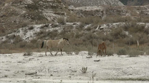 Horses Video Stock Videos – Royalty-Free HD & 4K Videos | Page 2