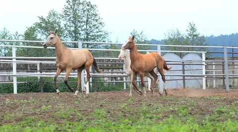 Horses Paddock Running Stock Videos – Royalty-Free HD & 4K Videos | Pond5