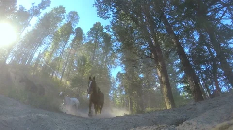 Running Dude Stock Videos – Royalty-Free HD & 4K Videos