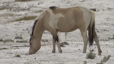 Horses Video Stock Videos – Royalty-Free HD & 4K Videos | Page 2