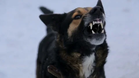 Hot angry angry dog, evil dog | Stock Video | Pond5