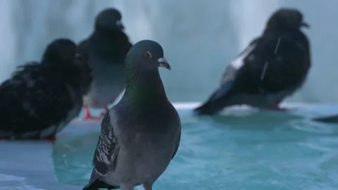 Hot weather and birds cooling off in wat... | Stock Video | Pond5