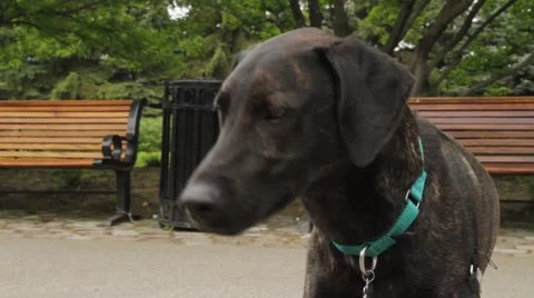 Sniffing Hound Stock Videos – Royalty-Free HD & 4K Videos