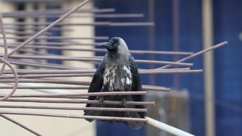 Grooming Bath Stock Videos – Royalty-Free HD & 4K Videos | Pond5