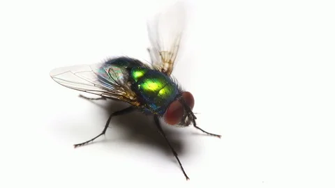 Fly White Background Stock Footage ~ Royalty Free Stock Videos | Pond5