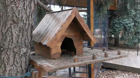 house in the forest for animals and bird... | Stock Video | Pond5