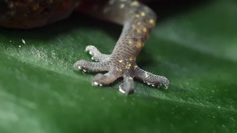 House Gecko Feet - Gecko toe pad | Stock Video | Pond5