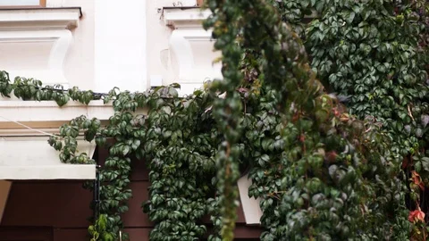 Dr Gouse Stock Videos – Royalty-Free HD & 4K Videos