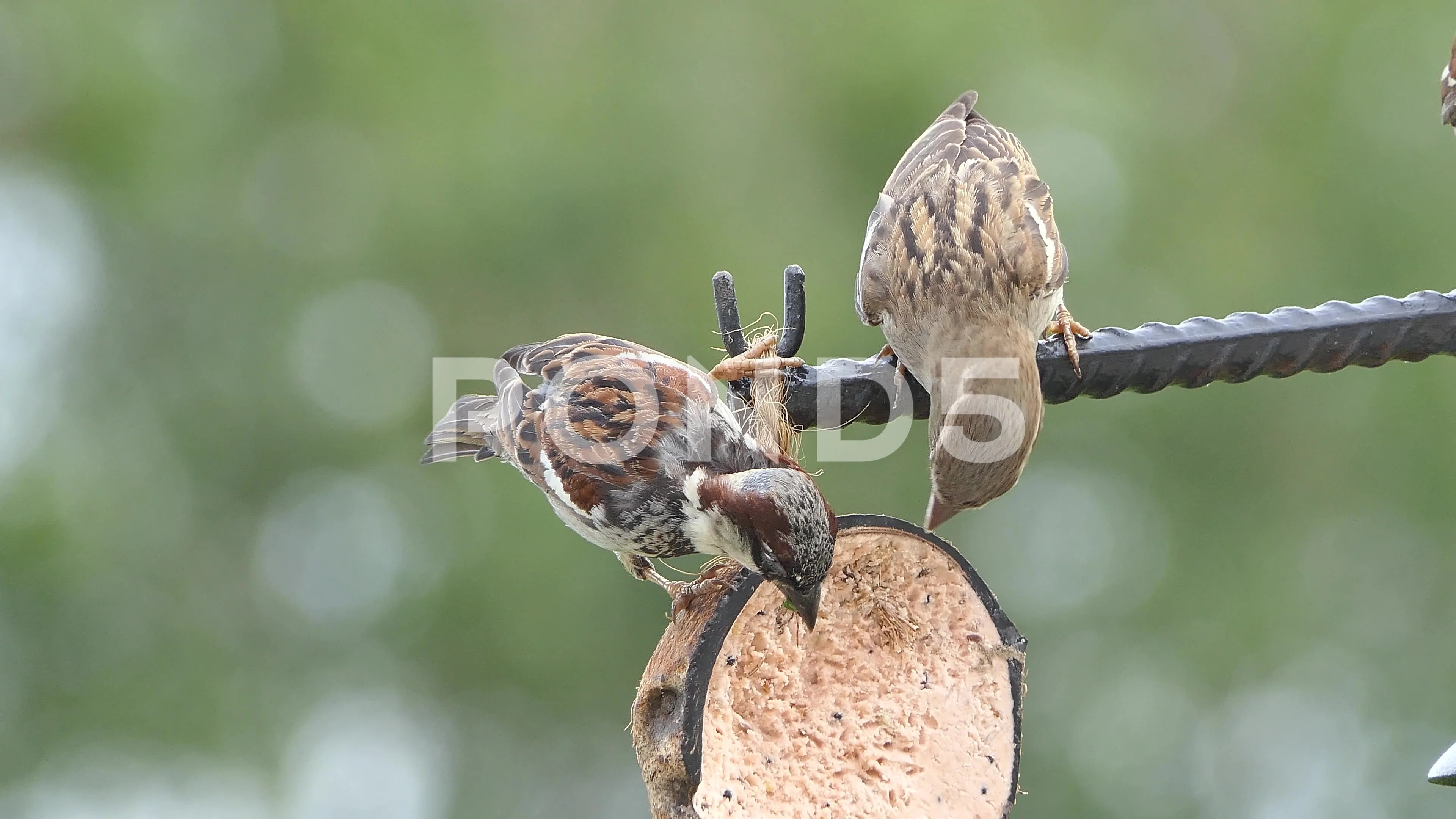 House Sparrows Feeding
