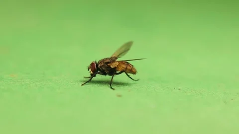 House Fly Stock Footage ~ Royalty Free Stock Videos | Pond5