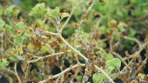 Houseplant dried wither leaves due to fu... | Stock Video | Pond5