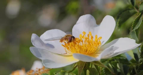 Famliy Dis Stock Videos – Royalty-Free HD & 4K Videos