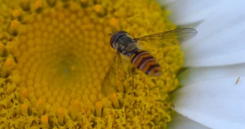 Hoverfly Syrphidae insect wings anatomy ... | Stock Video | Pond5