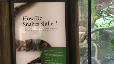 How Do Snakes Slither Signage | Stock Video | Pond5