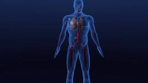 Heart Pumping Animation Stock Videos – Royalty-Free HD & 4K Videos | Pond5