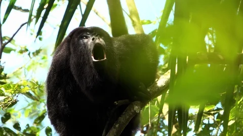 A howler monkey cries out in a tree in t... | Stock Video | Pond5