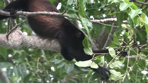 Howler Monkey Howling While Hanging And ... | Stock Video | Pond5
