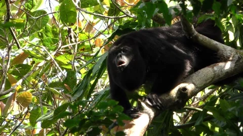 Howler Monkey Male Howling and Roaring i... | Stock Video | Pond5