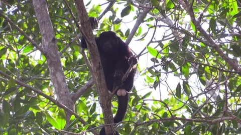 Howler Monkey Stock Footage ~ Royalty Free Stock Videos | Pond5