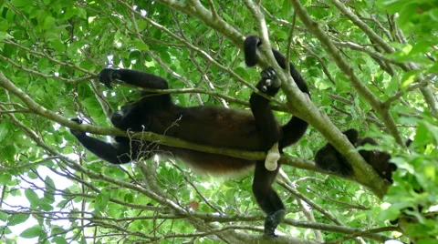 Testicles Stock Footage ~ Royalty Free Stock Videos | Pond5