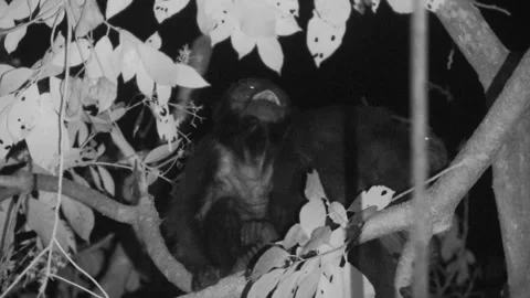 Monkey Yawning Stock Video Footage | Royalty Free Monkey Yawning Videos ...