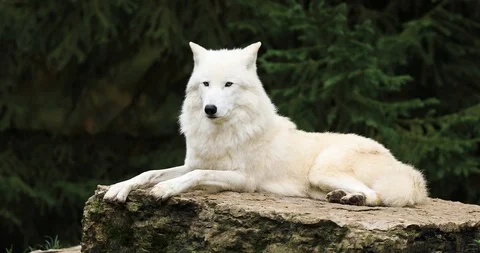 Wolf Howling Stock Footage ~ Royalty Free Stock Videos | Pond5