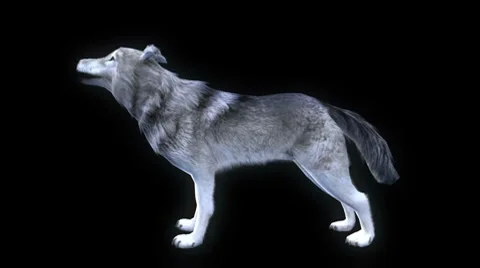 Howling wolf with alpha | Stock Video | Pond5