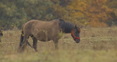 Images Ponies Stock Videos – Royalty-Free HD & 4K Videos