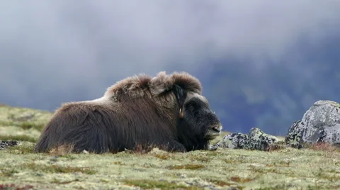 Female Ox Stock Footage ~ Royalty Free Stock Videos | Pond5