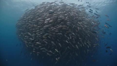 Water Ball Huge Stock Videos – Royalty-Free HD & 4K Videos | Pond5