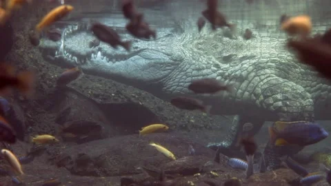 Alligator Under Water Stock Footage ~ Royalty Free Stock Videos | Pond5