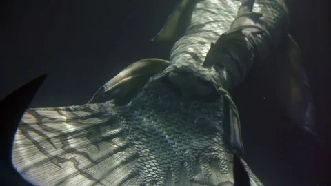 Water Mermaid Stock Videos – Royalty-Free HD & 4K Videos | Pond5