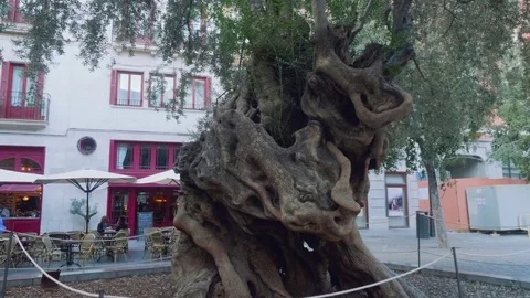 Huge ancient olive tree with strange for... | Stock Video | Pond5