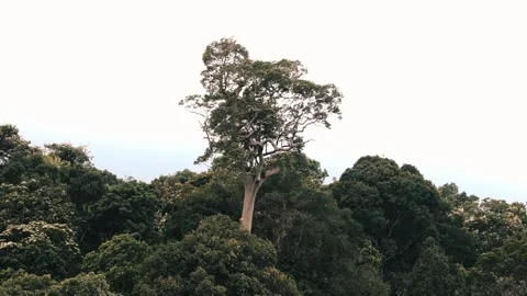 A huge and tall tree on top of the hill. | Stock Video | Pond5