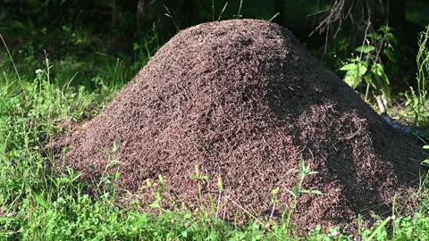 huge anthill with big red ants in the fo... | Stock Video | Pond5