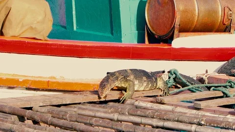 Water Monitor Video Stock Videos – Royalty-Free HD & 4K Videos | Page 4