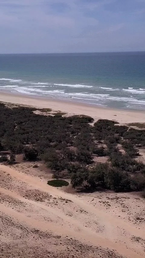 Huge Bush Videos Stock Videos – Royalty-Free HD & 4K Videos