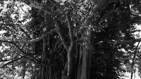 huge beautiful Ficus maxima Fig tree in ... | Stock Video | Pond5