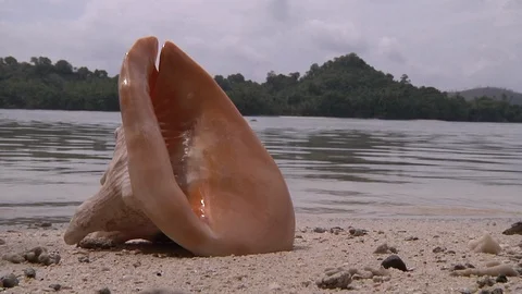 Huge conch shell sitting on a sandy beac... | Stock Video | Pond5