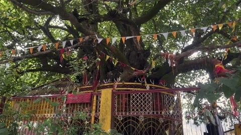 Huge decorated banyan tree temple tradit... | Stock Video | Pond5