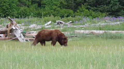 A huge dominant scar covered Alaska brow... | Stock Video | Pond5