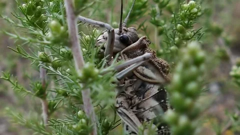 A huge fat Cricket sits on the stem of t... | Stock Video | Pond5