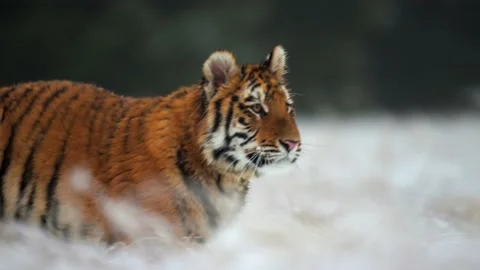 Female Big Stock Videos – Royalty-Free HD & 4K Videos