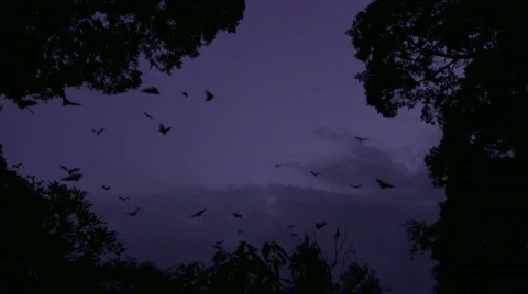Huge Flock of Bats Flying in Purple Sky-... | Stock Video | Pond5
