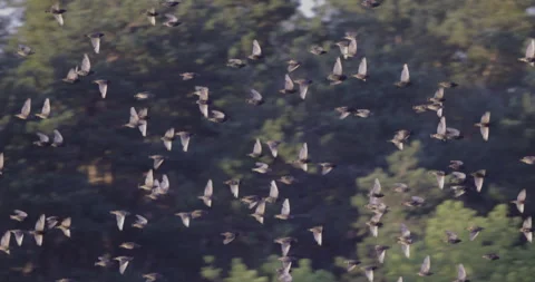 A huge flock of birds in flight, 4K slom... | Stock Video | Pond5