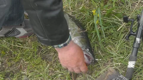 a huge fresh-caught pike perch | Stock Video | Pond5